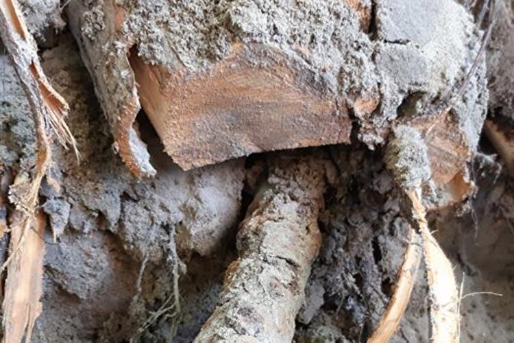 Boomwortel of kabel? - Kabel en Leiding Overleg